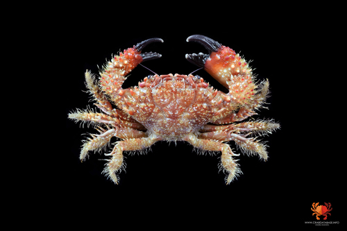Heteractaea ceratopus · iNaturalist