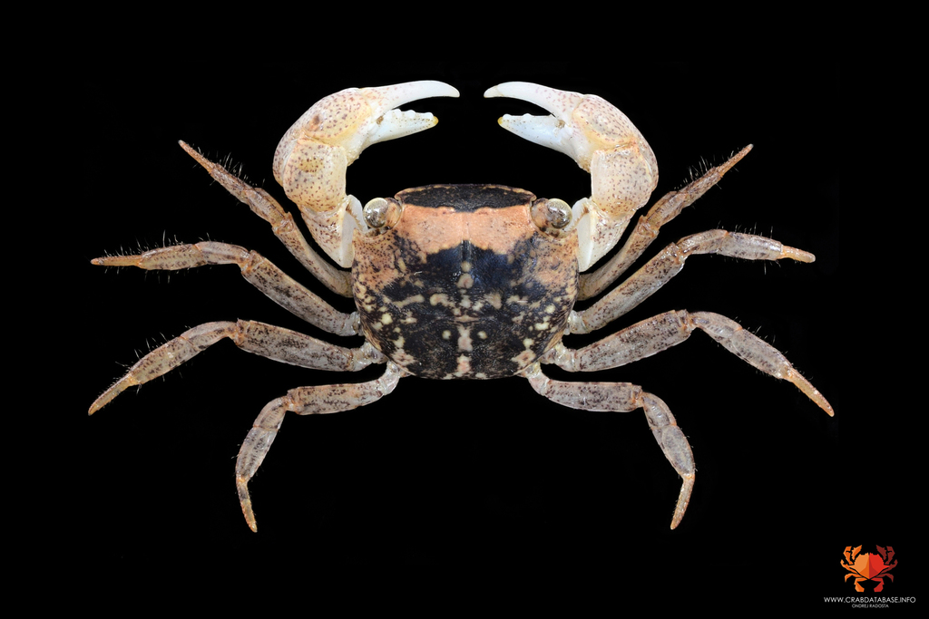 Mottled Crab (Decapoda (crabs) of the Chagos Archipelago) · iNaturalist