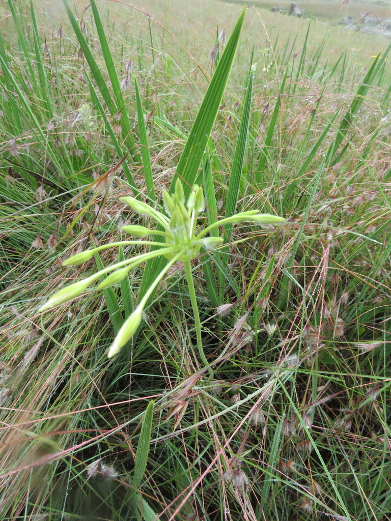 Lurid Storksbill from Nkangala, South Africa on December 18, 2020 at 09 ...