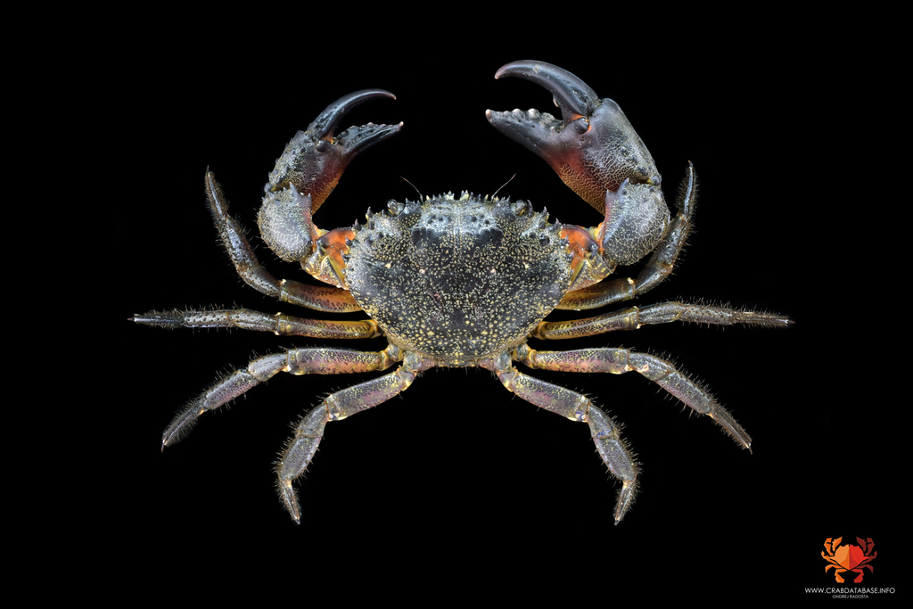 Warty Crab (Intertidal species of NE Atlantic) · iNaturalist