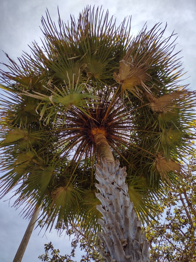 Caranday Palm (Copernicia alba) - Botanical Realm