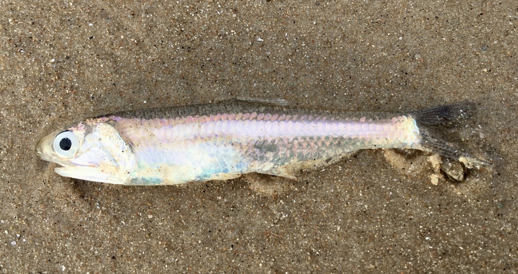 Arenga-branca (Ictiofauna da Lagoa conceição, Florianópolis) · iNaturalist
