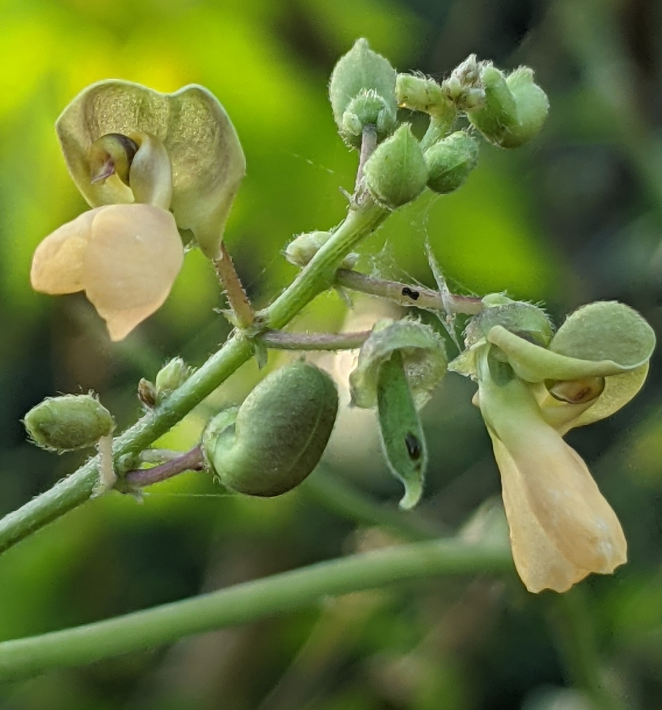 Lima Bean (Phaseolus lunatus) - Botanical Realm