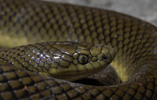(Paraphimophis) - Snakes and Lizards