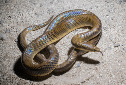 (Paraphimophis) - Snakes and Lizards