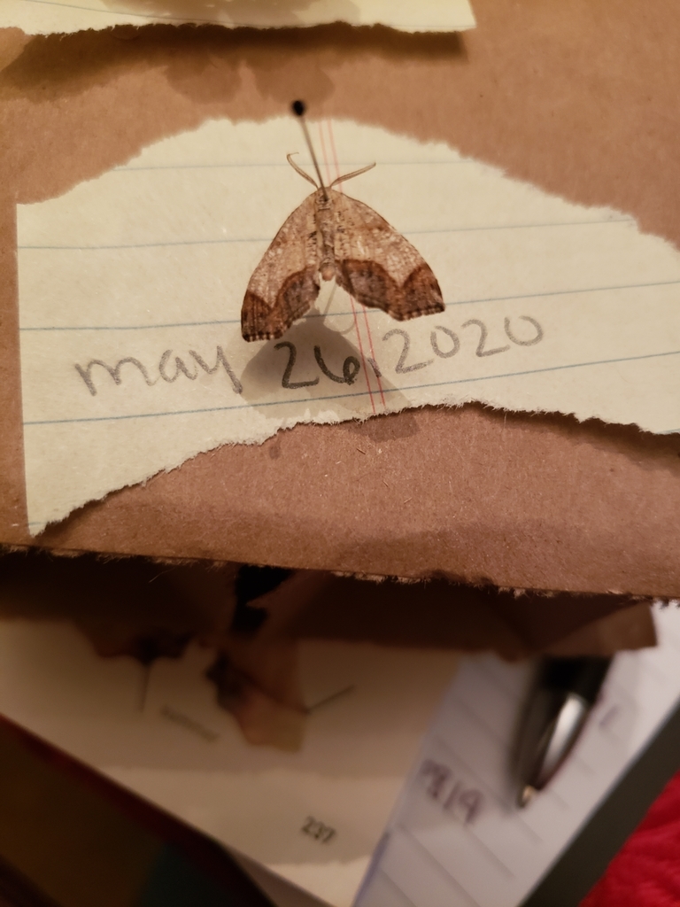Friendly Probole Moth from Paul Smith's College on May 26, 2020 at 08: ...