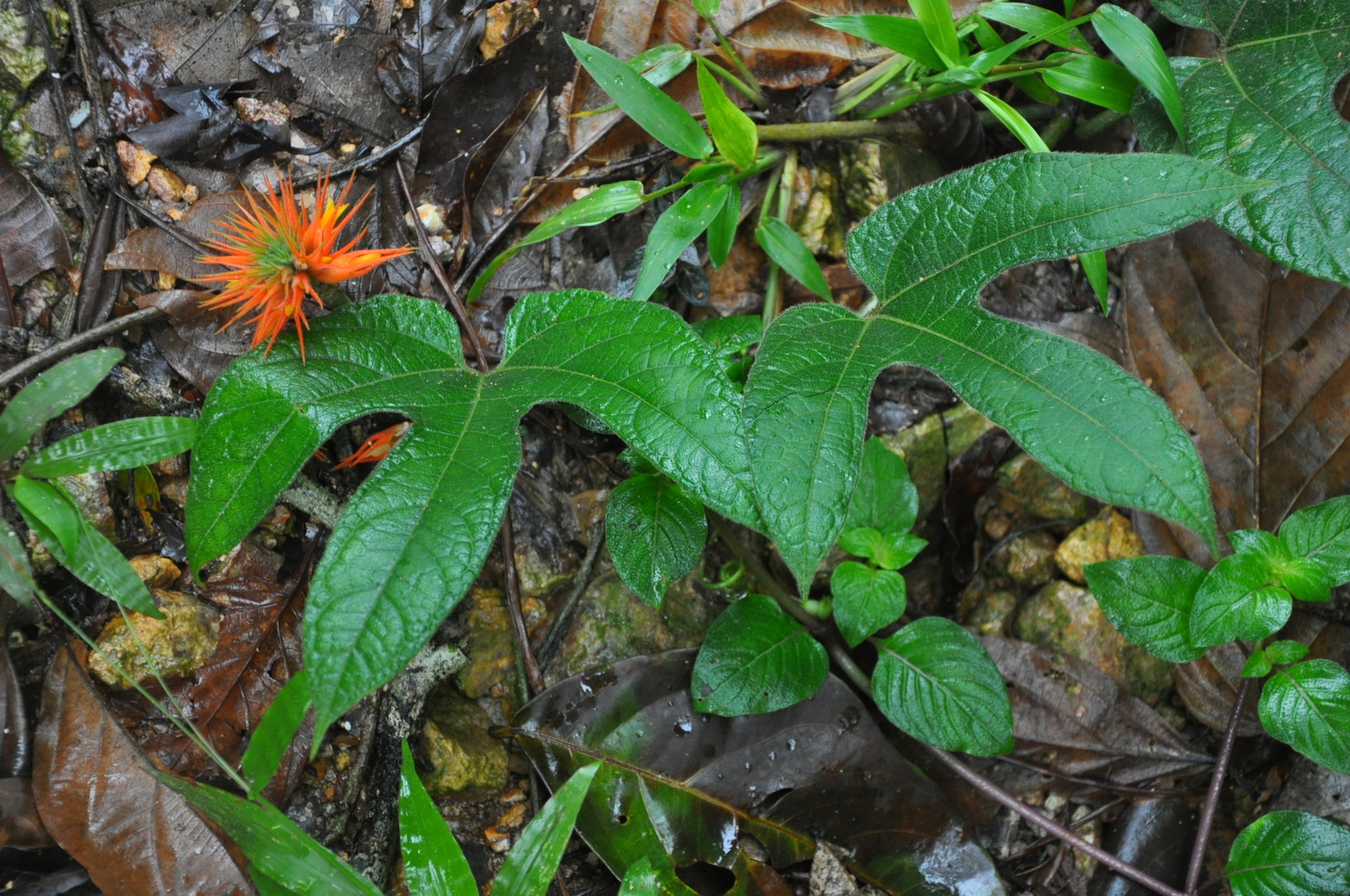 Gurania makoyana (Lam.) Cogn.