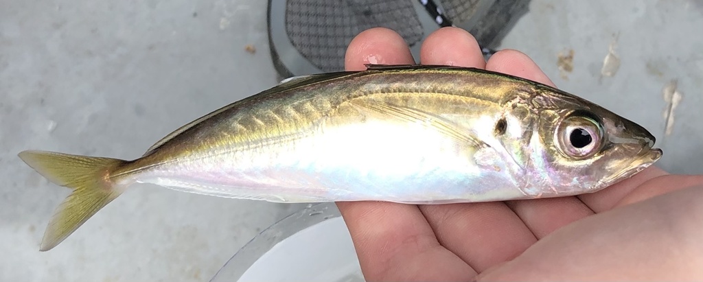 Yellowtail Scad from Port Taranaki, NZ on December 19, 2020 at 01:44 PM ...