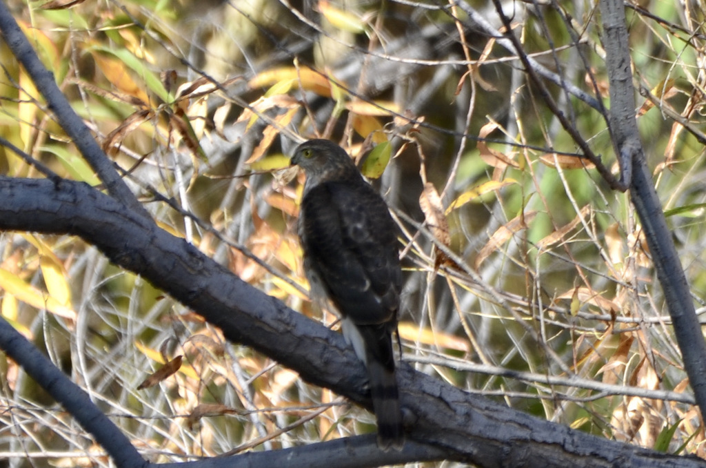 Sharp-shinned Hawk from Maricopa, Arizona, United States on November 15 ...