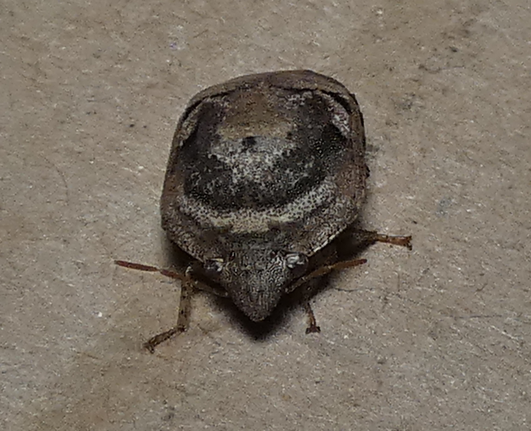 Symphylus deplanatus (Herrich-Schäffer, 1837)