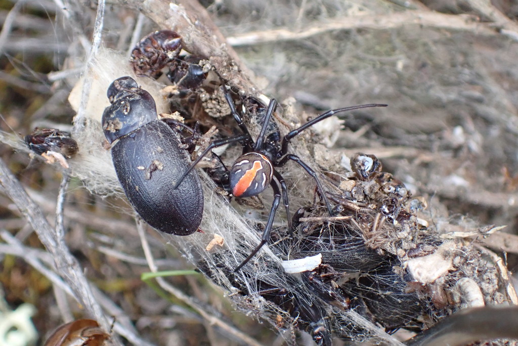 Redback Spider from Central Otago District, Otago, New Zealand on ...