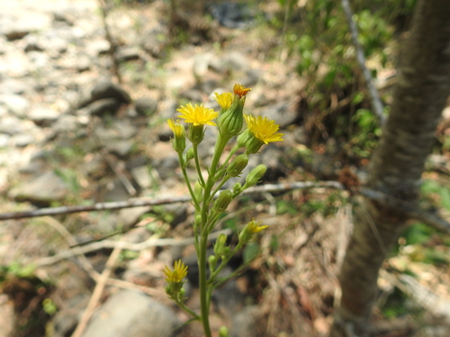 slender groundsel (Logan native plants that look like weeds ...