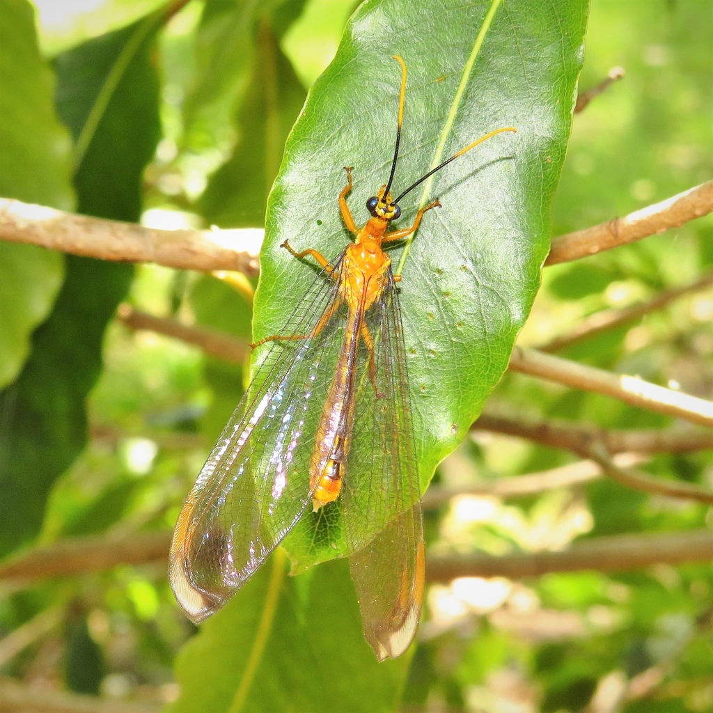 Blue Eyes Lacewing from Wallaga Lake NSW 2546, Australia on December 04 ...
