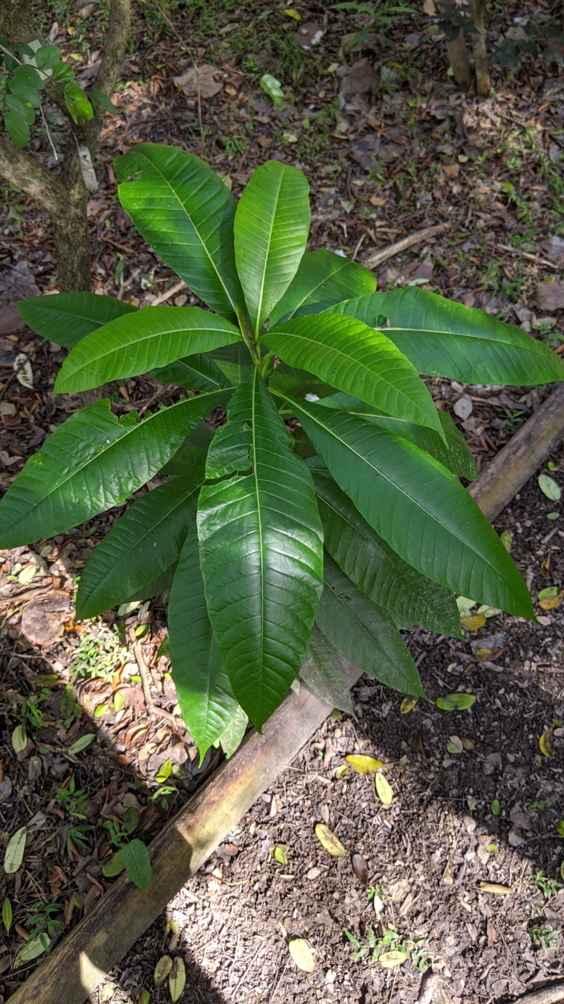 Alstonia macrophylla Wall. ex G.Don