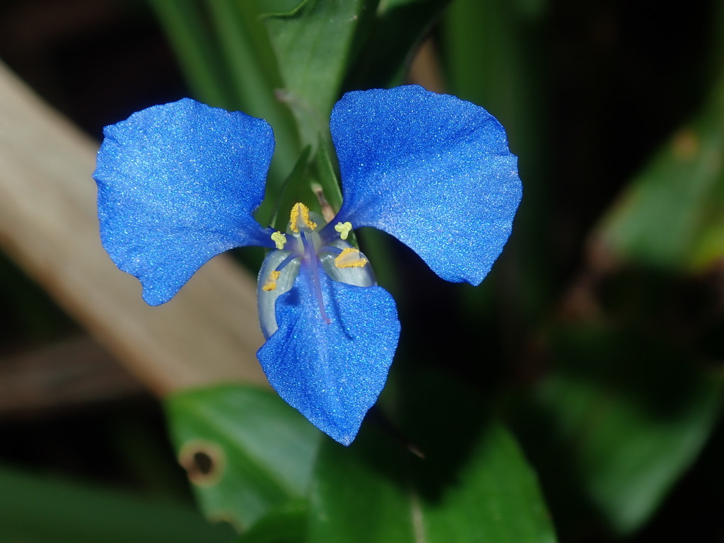 scurvy weed (Logan RE 12.8.24 Flora) · iNaturalist