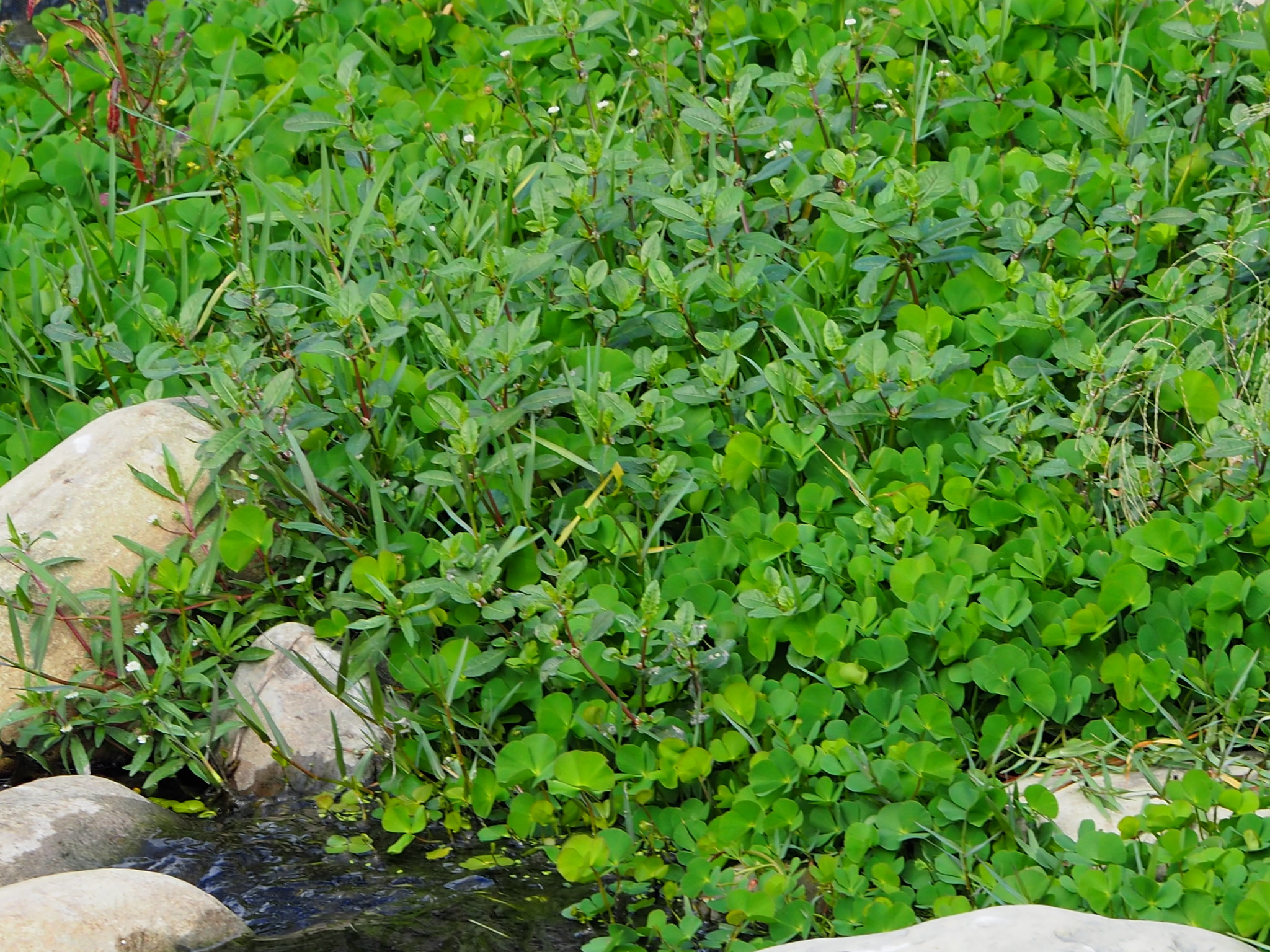 Marsilea Minuta Nodes
