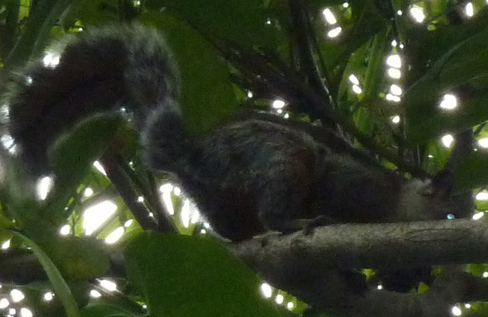 Variegated Squirrel from El Carmen, San José, Costa Rica on July 12 ...
