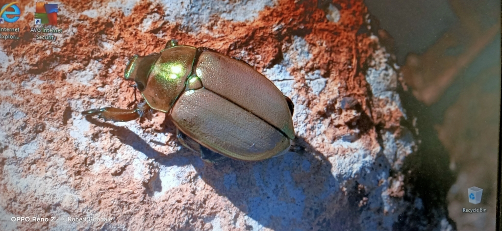 Anoplognathus macleayi aurora from West Coolup WA 6214, Australia on ...