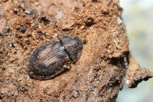 Ancyrona haroldi · iNaturalist