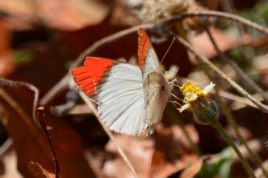 Scarlet Tip (Moths and Butterflies of the Mfolozi River catchment ...