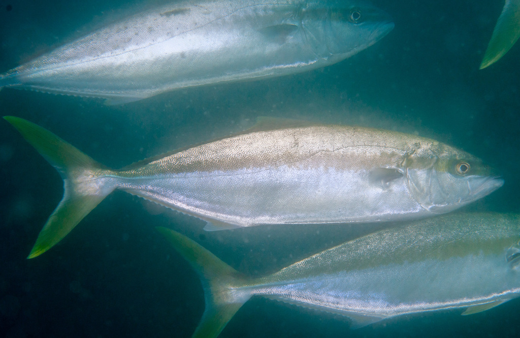 Yellowtail Kingfish (Seriola lalandi) - Marine Life Identification
