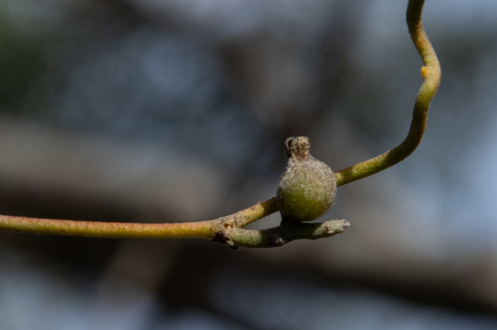 Devil's Twine from Douglas VIC 3409, Australia on October 06, 2020 at ...