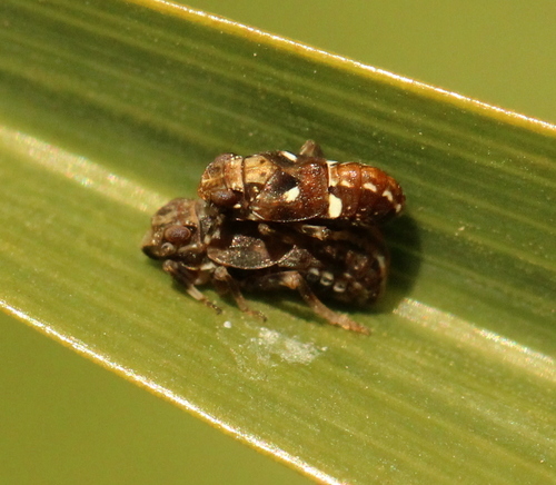 Genus Asarcopus · iNaturalist