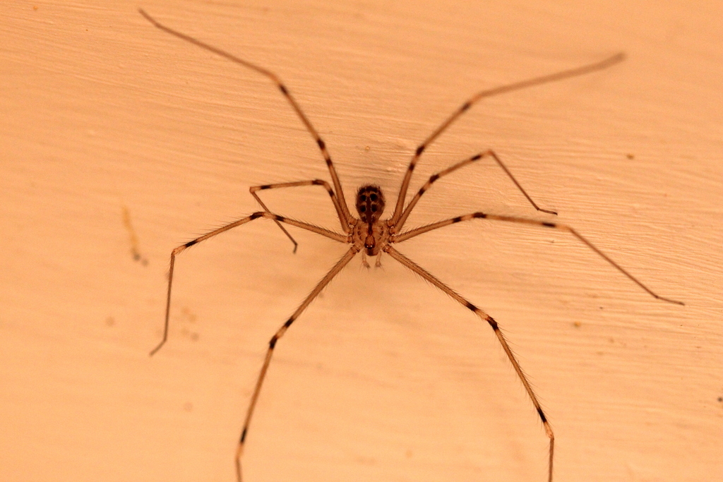 Giant Daddy-long-legs Spider from Middelpos, Upington, 8801, South ...