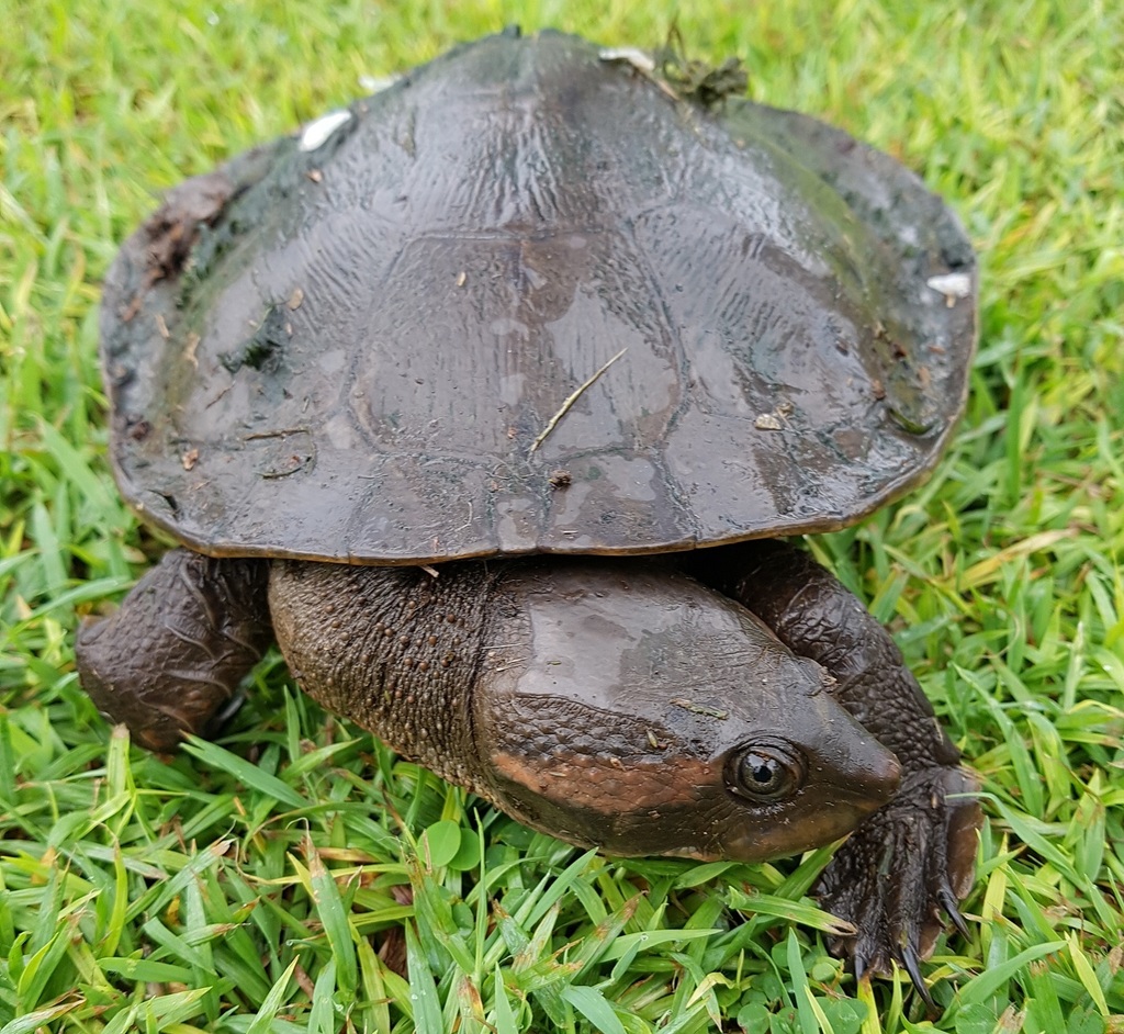 Victoria Short-necked Turtle from Kununurra WA 6743, Australia on ...