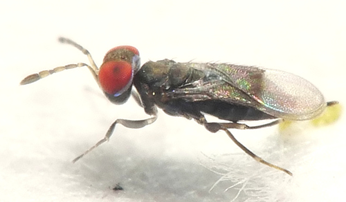 Familia Azotidae · iNaturalist Mexico