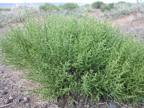 Kalidium cuspidatum · iNaturalist