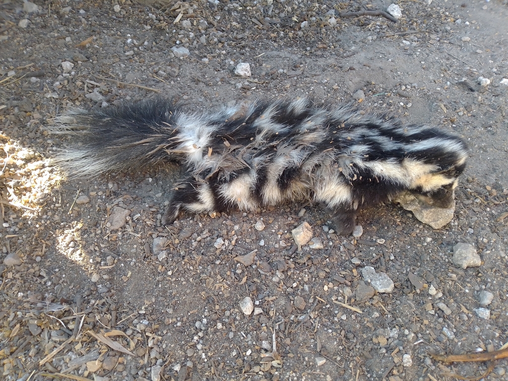 Southern Spotted Skunk from Santa Ana Coapan, Pue., México on December ...