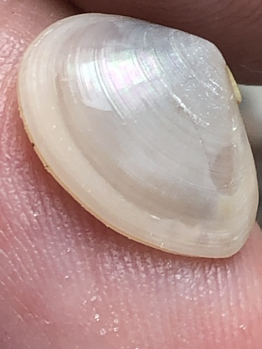 Tampa Tellin (Tampaella tampaensis) · iNaturalist