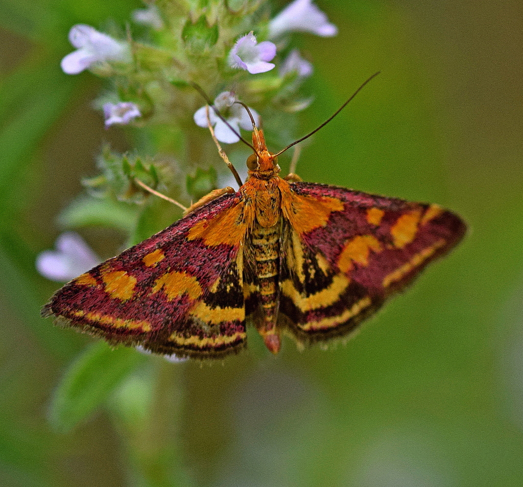 Common Crimson-and-gold Moth from Δυτική Μακεδονία, Ελλάδα on July 15 ...
