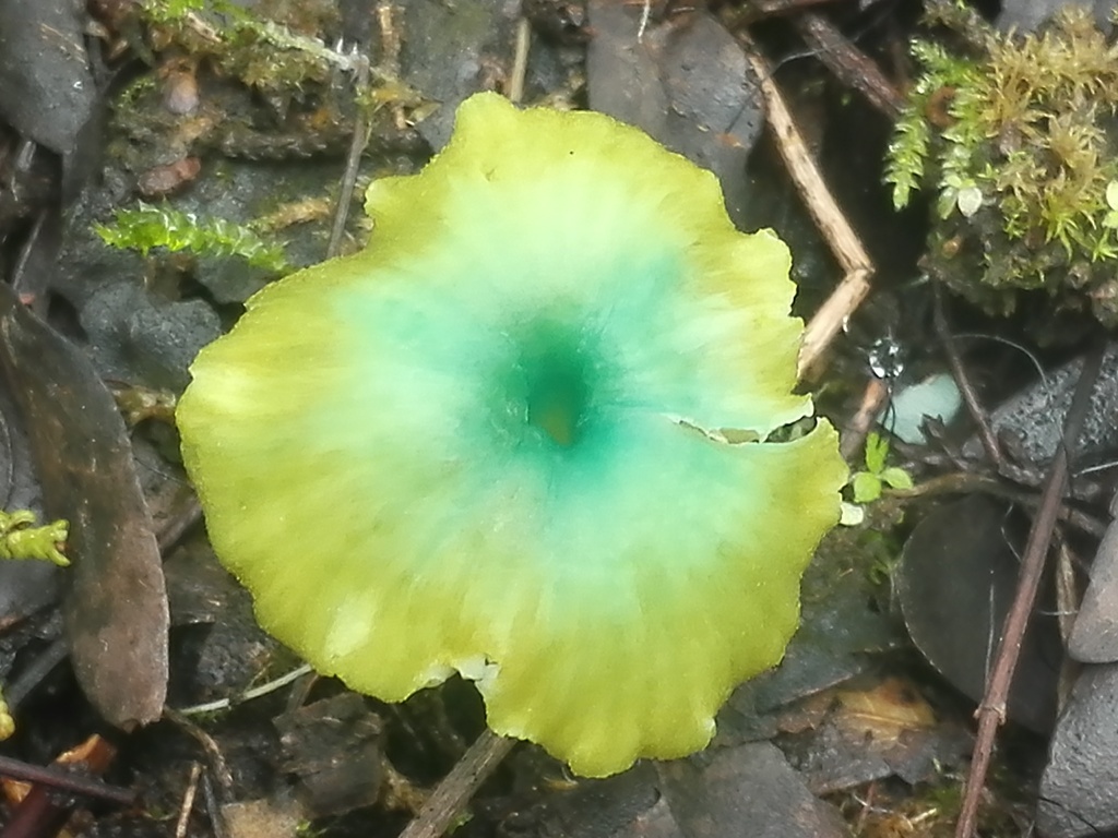 Mouse-pee Pinkgill from Lisbon, Portugal on December 19, 2020 at 11:49 ...