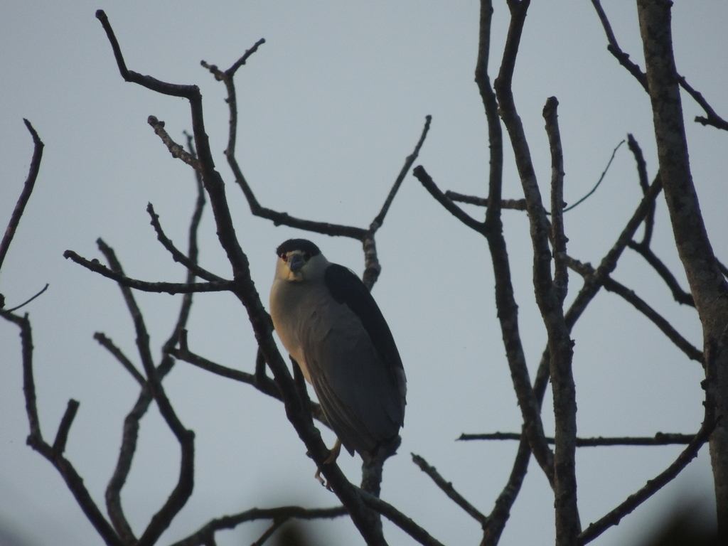 Guaco manglero (Las Aves del Ekoparque Luna Forest - Guía de campo ...