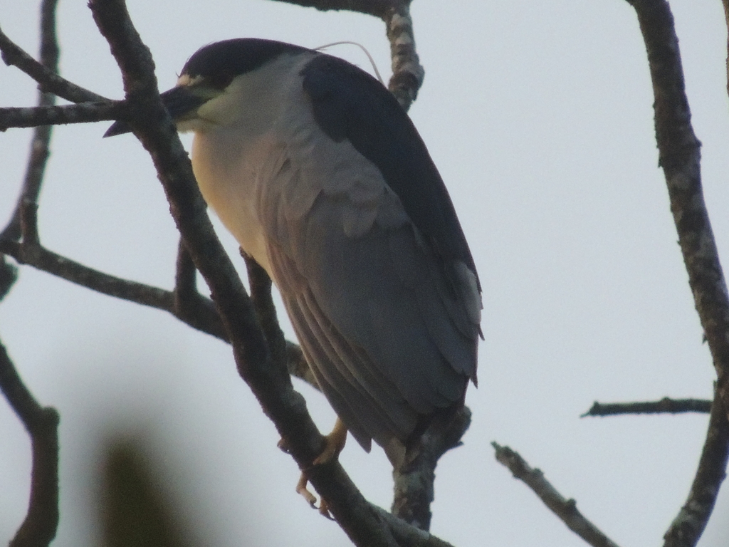 Guaco manglero (Las Aves del Ekoparque Luna Forest - Guía de campo ...
