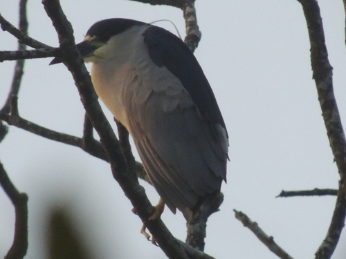 Guaco manglero (Las Aves del Ekoparque Luna Forest - Guía de campo ...