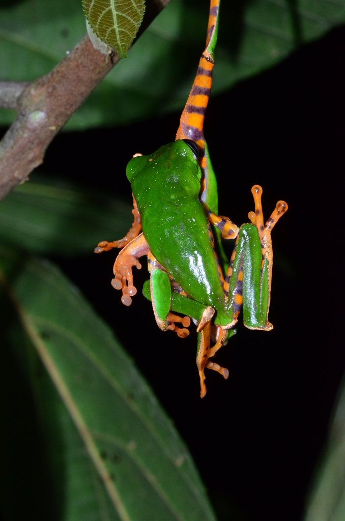 Barred Monkey Frog from CARBETBON AVENTURE on October 10, 2020 at 09:35 ...
