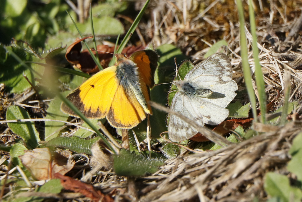 Colias vauthierii from Chiloé Province, Los Lagos, Chile on March 27 ...