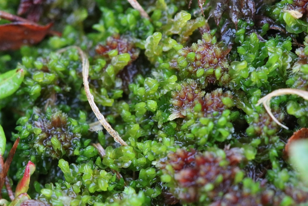 bog-moss flapwort (Odontoschisma sphagni) - Botanical Realm