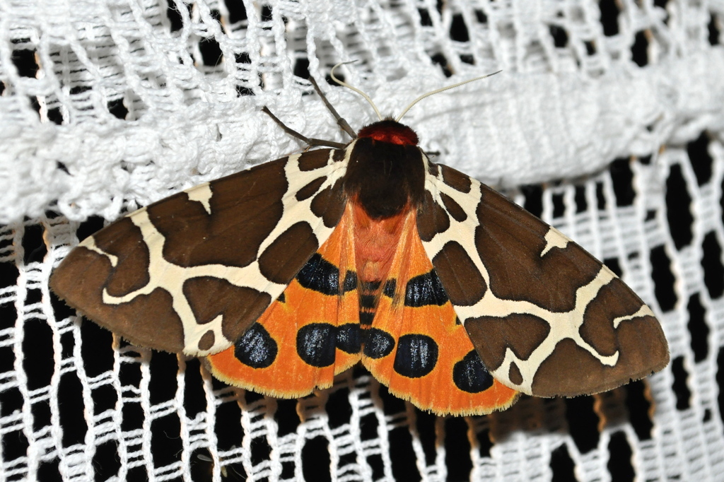 Garden Tiger (Plants and Animals of Sylvan Lake State Park) · iNaturalist