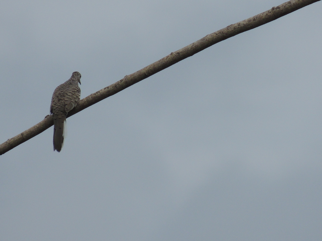 Tortolita colilarga (Las Aves del Ekoparque Luna Forest - Guía de campo ...