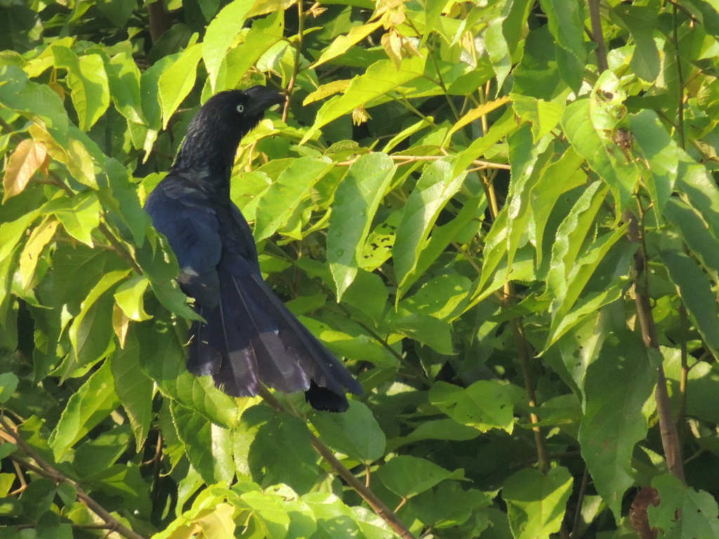 Garrapatero piquiestriado (Las Aves del Ekoparque Luna Forest - Guía de ...