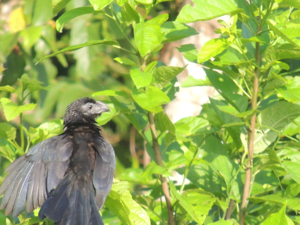 Garrapatero piquiestriado (Las Aves del Ekoparque Luna Forest - Guía de ...