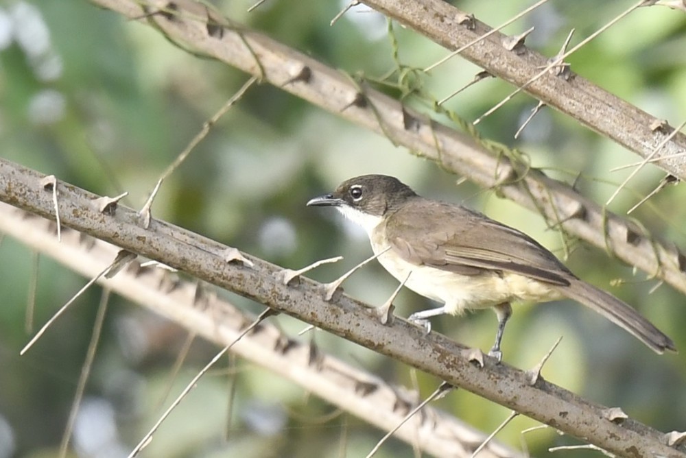 Simple Greenbul (Chlorocichla simplex) - Avian Discovery