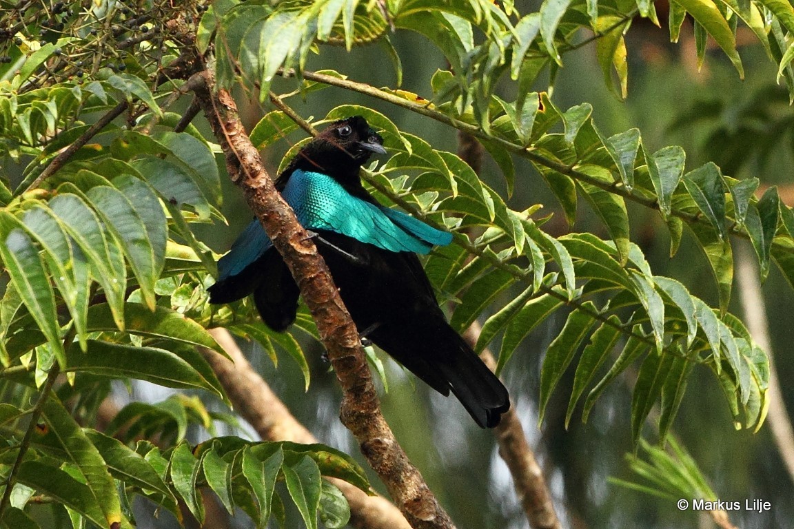 Superb Bird Of Paradise Animal