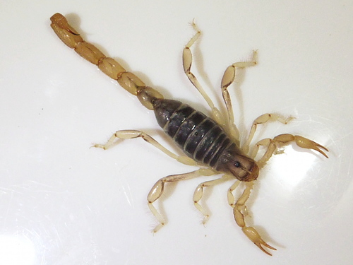 Brachistosternus alienus · NaturaLista Colombia