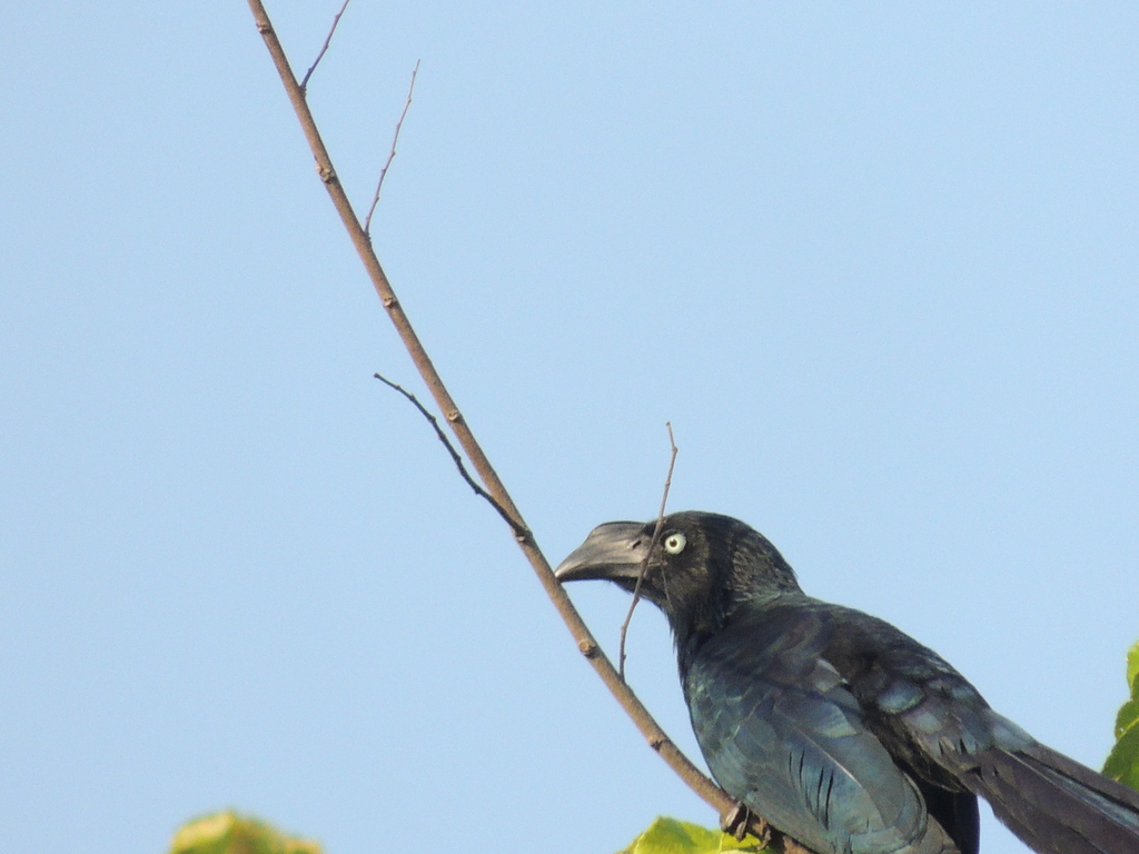 Garrapatero mayor (Las Aves del Ekoparque Luna Forest - Guía de campo ...