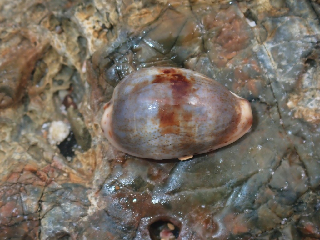 graceful cowrie from Arrawarra NSW 2456, Australia on December 19, 2020 ...